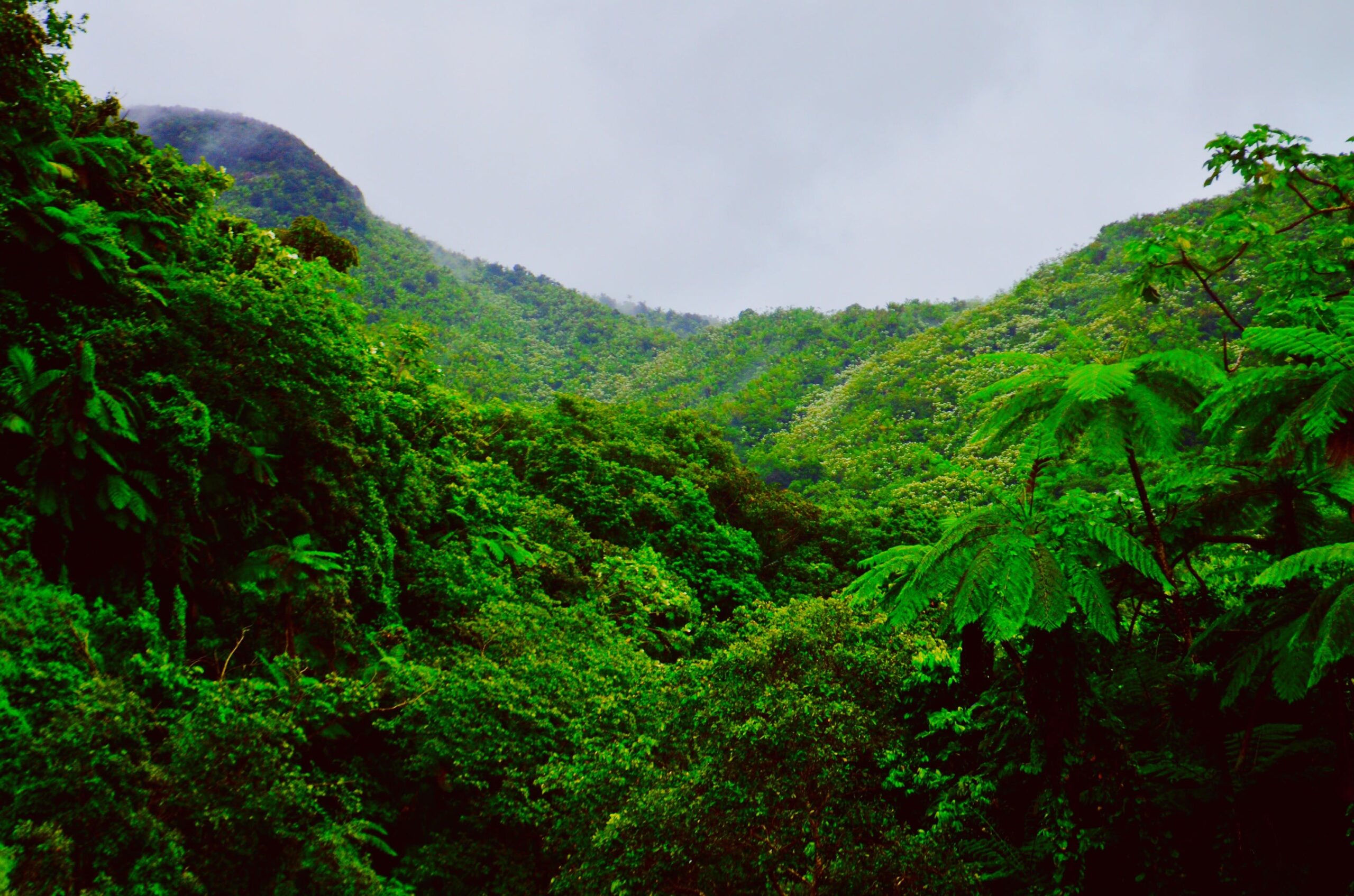 Investment Decisions Protecting Rainforest with Satellite Data ...