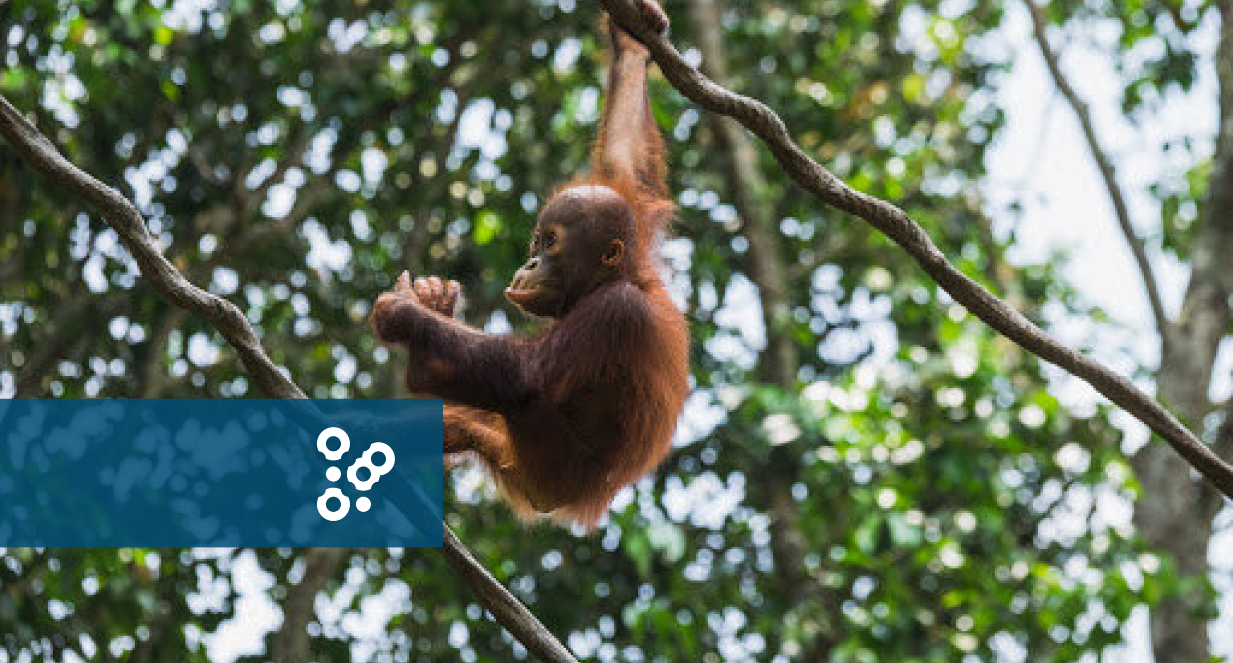 How We Detect Deforestation Using Satellite Data Satelligence